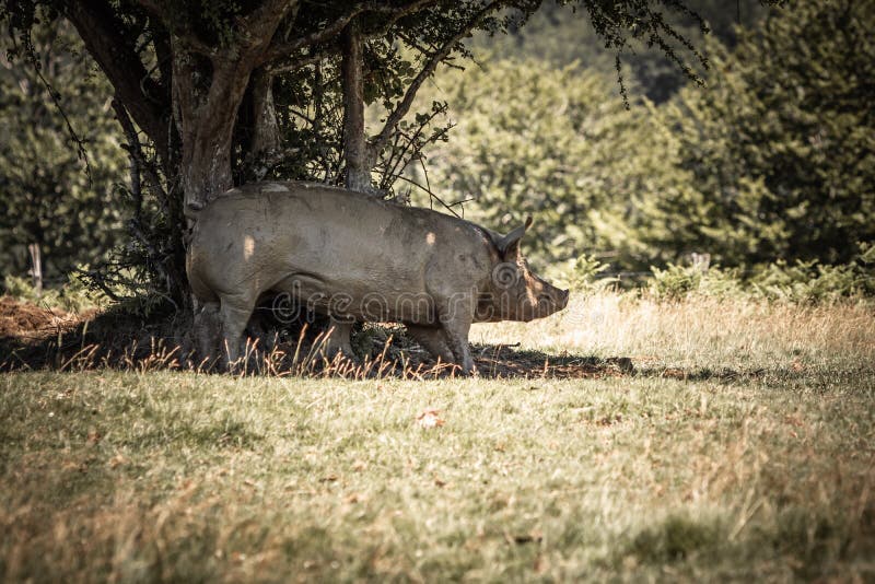Portrait of Cute Funny Muddy Pig Rubbing Himself Against the Tree Stock ...