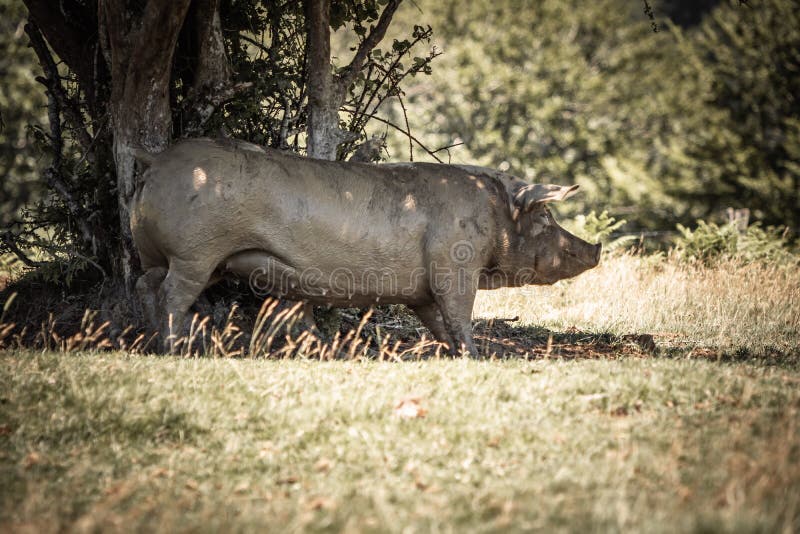 Portrait of Cute Funny Muddy Pig Rubbing Himself Against the Tree Stock ...