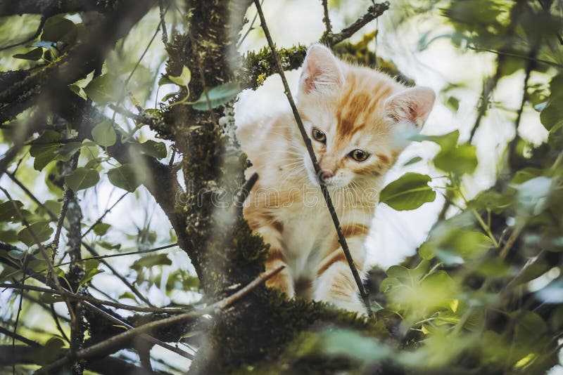Cute Ginger Tabby Kitten Climbing a Tree Stock Image - Image of ...