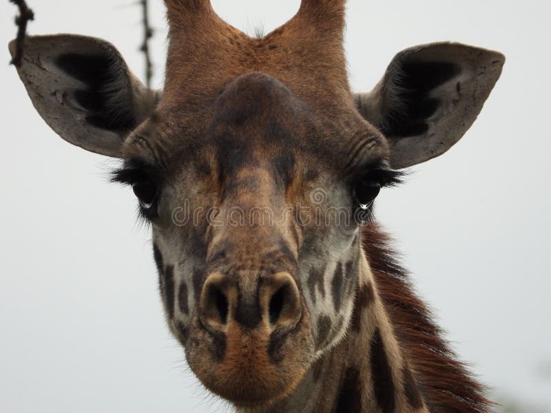 Portrait of a Cute Giraffe Looking at the Camera Stock Photo - Image of ...