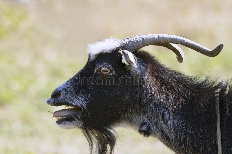 Big black goat stock photo. Image of outdoors, standing - 27646300