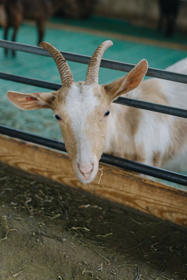 Cute Goat Looking at Fresh Milk in a Glass Stock Photo - Image of ...
