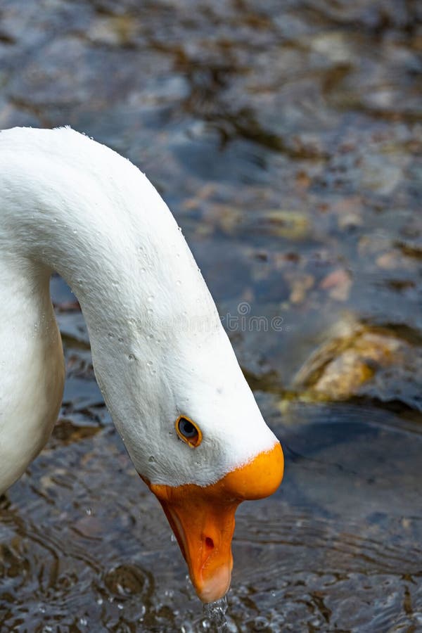Portrait of a Cute Goose Drinking Water Stock Photo - Image of nature ...
