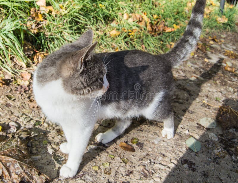Portrait of a Cute Gray Cat Standing in the Open, and Turned Around To ...