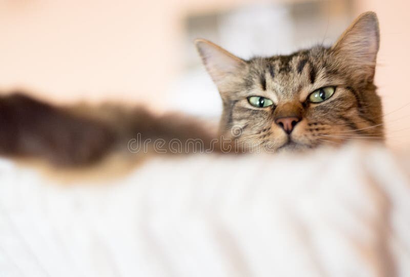 Portrait of Grey Cat, Bottom View Stock Image - Image of portrait, grey ...