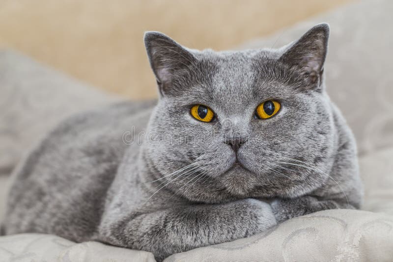 Cute gray cat stock image. Image of single, grey, portrait - 30297459