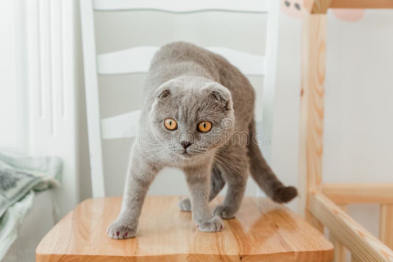 Portrait of Cute Grey Scottish Fold Cat with Big Eyes Stock Image ...