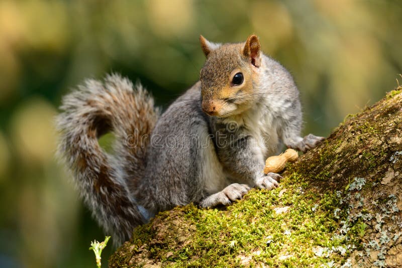 Grey squirrel in a tree stock image. Image of animal - 108254045