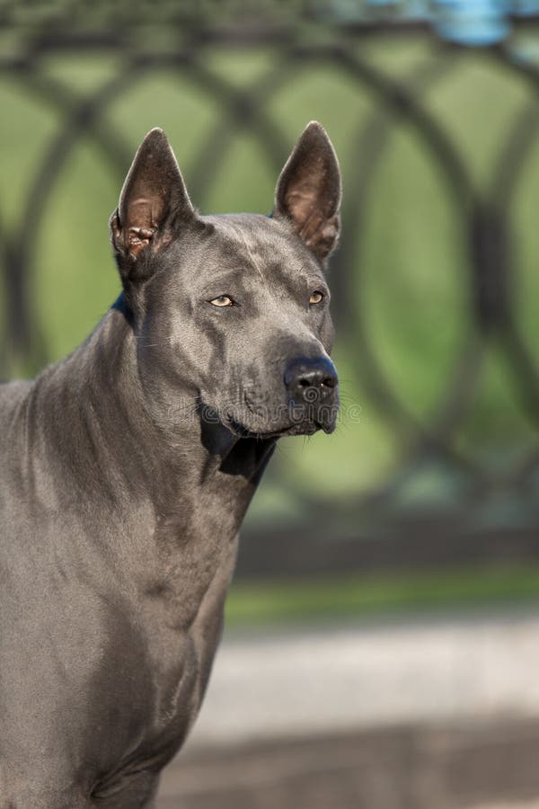 914 Grey Thai Ridgeback Dog Stock Photos - Free & Royalty-Free Stock ...