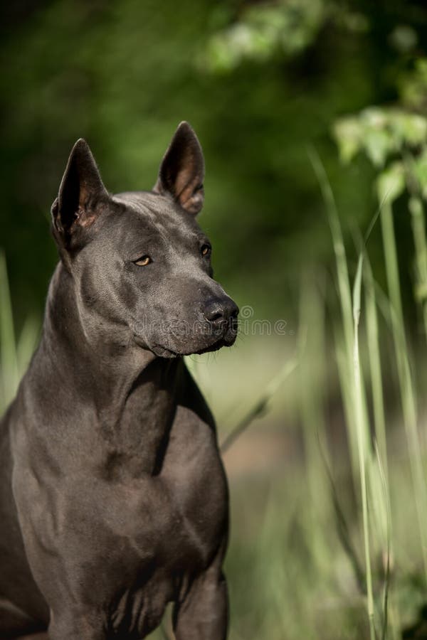 Cute Grey Thai Ridgeback Dog Walking on the Forest Stock Image - Image ...