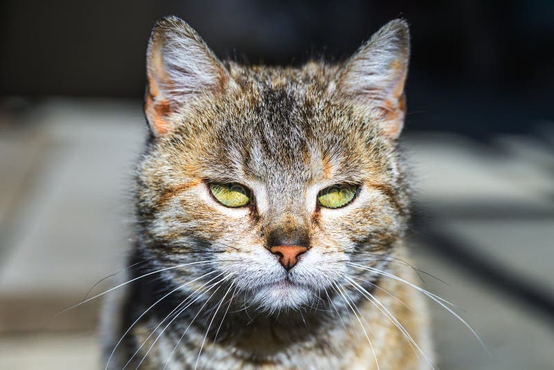 Portrait of a Cute Grumpy Cat on a Sunny Day Stock Photo - Image of ...