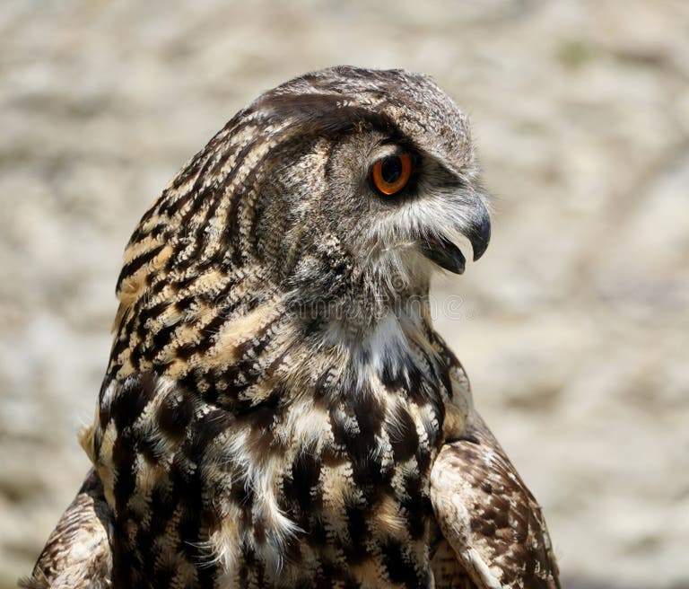 Portrait of a Cute Hawk Bird Stock Image - Image of hawk, cute: 390514041