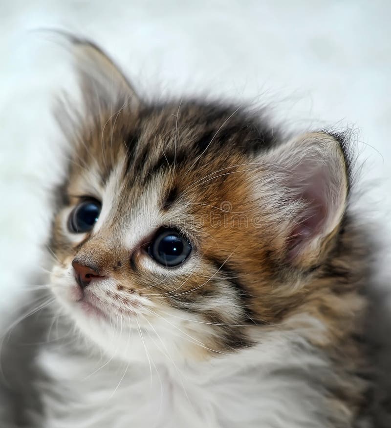 Portrait of a cute kitten stock photo. Image of grey - 24894772