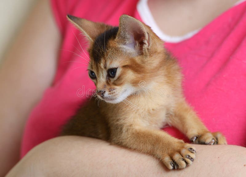 Portrait of a Cute Kitten in Female Hands Stock Image - Image of love ...