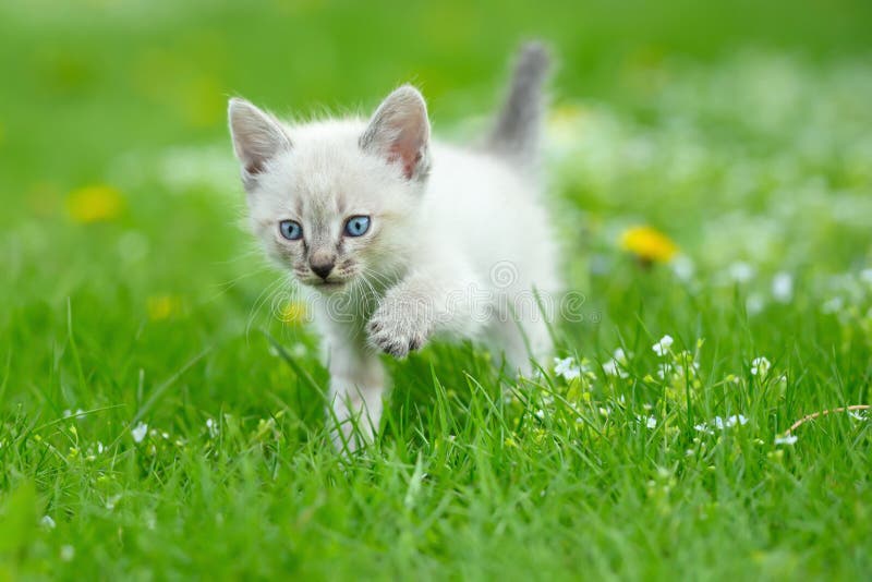 Portrait of a Cute Kitten Walking on Green Grass Stock Photo - Image of ...