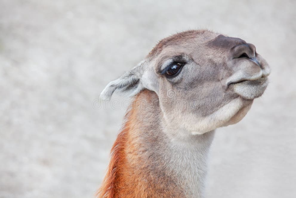 Portrait of cute lama stock photo. Image of pretty, llama - 85236194