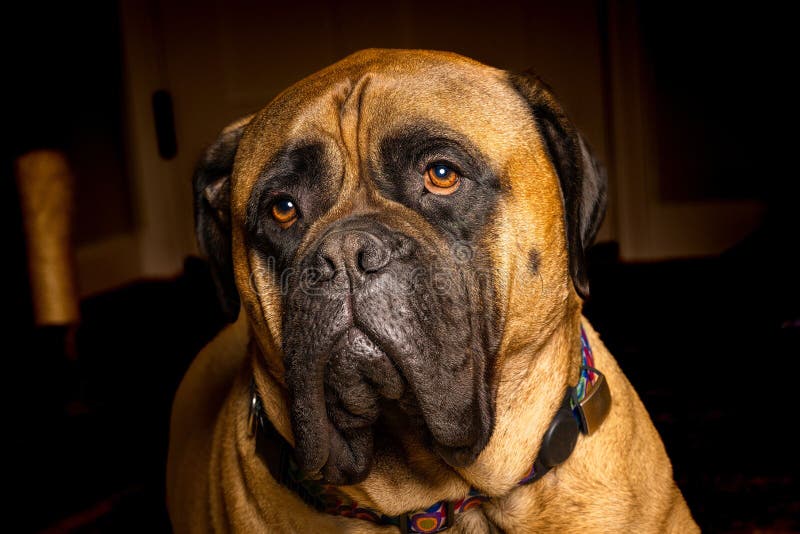 Portrait of a Cute Large Bullmastiff with Deep Brown Eyes Stock Photo ...