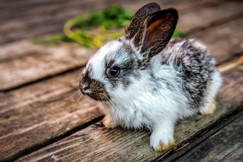 Portrait of Cute Live Rabbit Stock Image - Image of rodent, rabbit ...