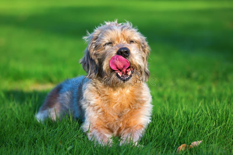 Portrait of a cute old dog stock image. Image of licking - 89530219