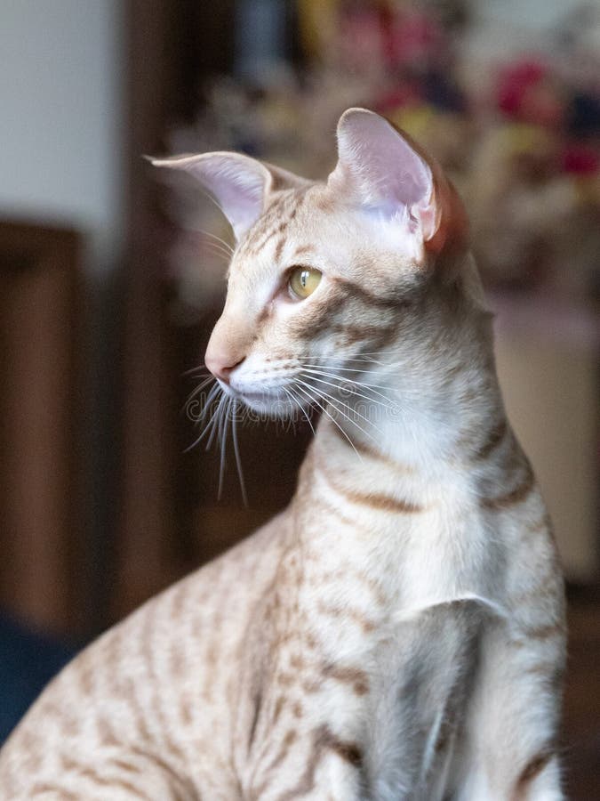 Portrait of Cute Oriental Pure Breed Cat Stock Image - Image of relax ...