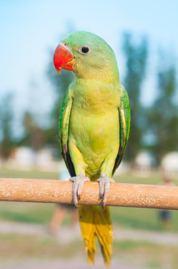 Portrait of cute parrot stock image. Image of psittacula - 39981993