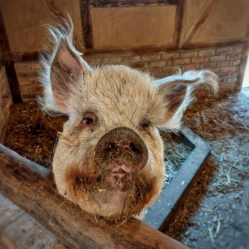 Portrait of a Cute Pig Watching Curiously Stock Photo - Image of ...
