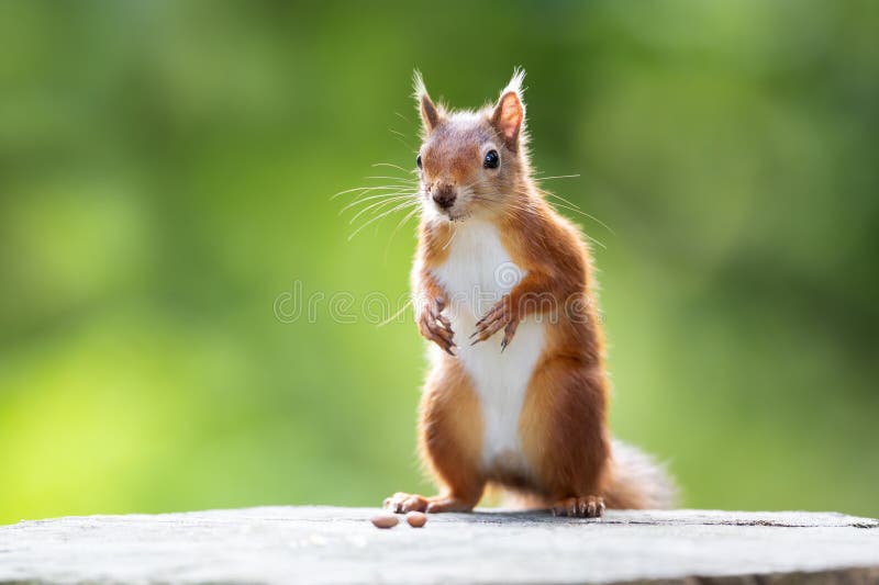 Portrait of a Cute Playful Red Squirrel Standing on a Tree Stump Stock ...