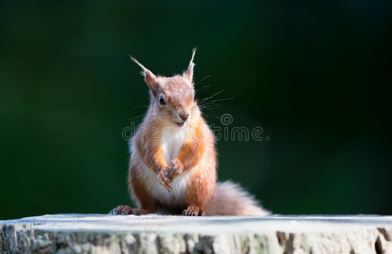 Portrait of a Cute Playful Red Squirrel Standing on a Tree Stump Stock ...