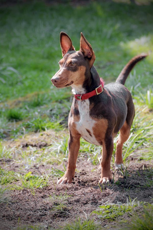 Maneto Stock Photos - Free & Royalty-Free Stock Photos from Dreamstime