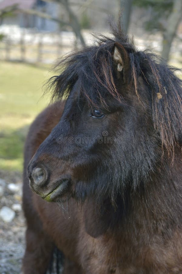 Portrait of a cute pony. stock photo. Image of stallion - 85137636