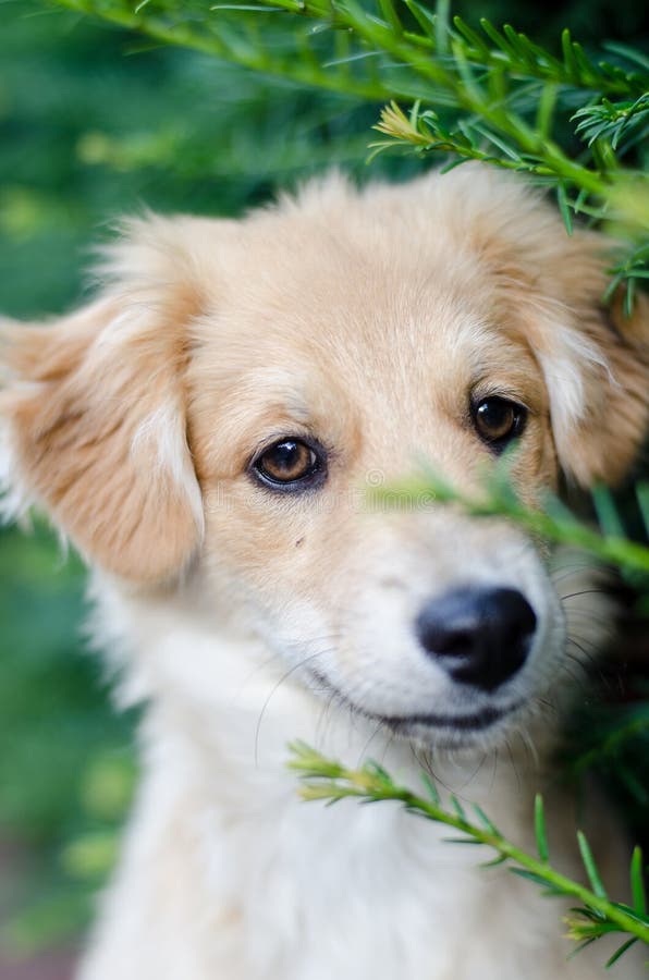 Portrait of cute puppy stock photo. Image of animal, small - 80864648
