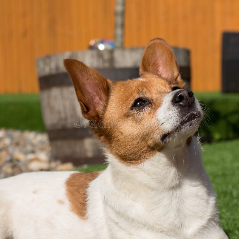 Puppy Staring with Interest at the Sky Stock Photo - Image of care ...