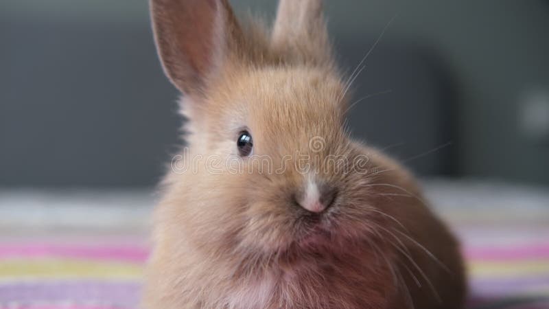 Portrait of a Cute Rabbit Close Up Stock Footage - Video of adorable ...