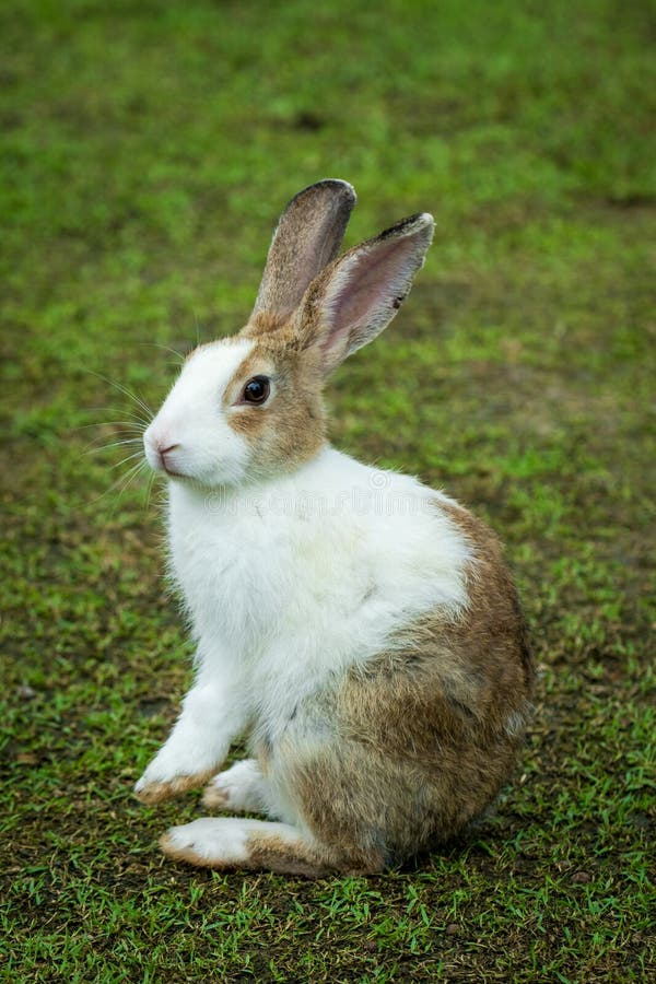 Cute rabbit. stock image. Image of fast, fauna, nature - 115075979