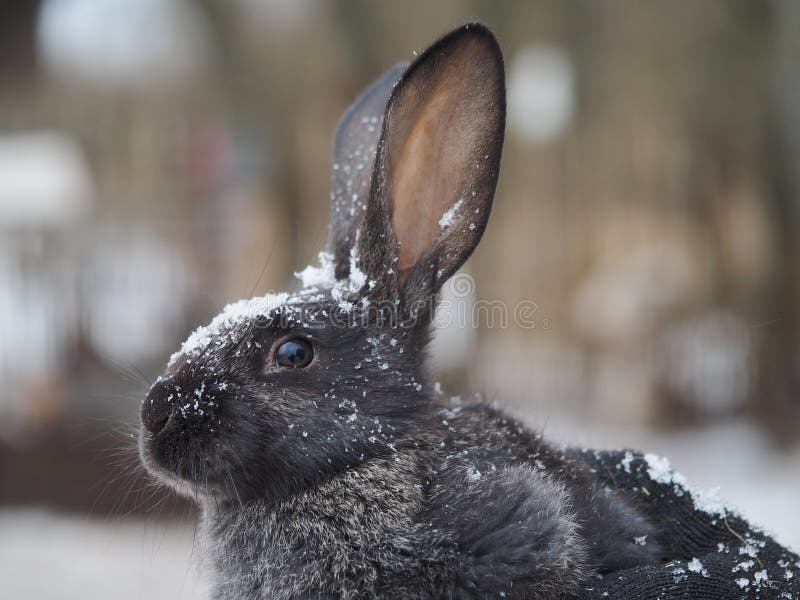 Portrait of a Cute Rabbit Under the Snow Stock Photo - Image of snap ...