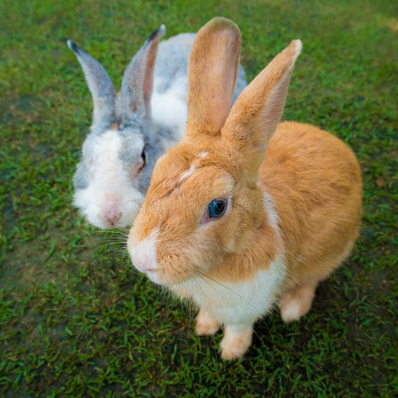 Cute rabbits. stock photo. Image of ground, animal, environment - 115076006