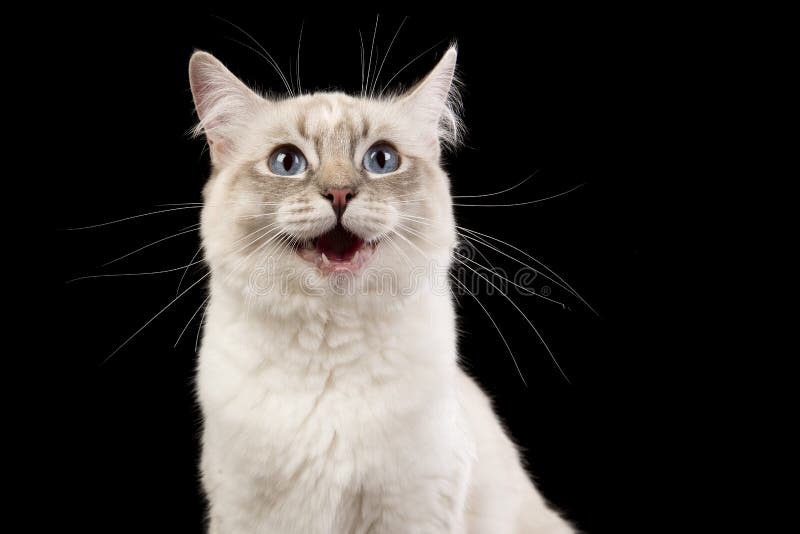 2,373 Screaming Cat Stock Photos - Free & Royalty-Free Stock Photos ...