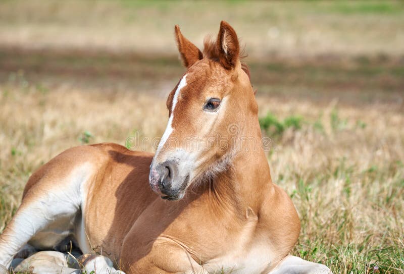 Portrait of a Cute Red Foal with a White Stripe on the Forehead Lying ...