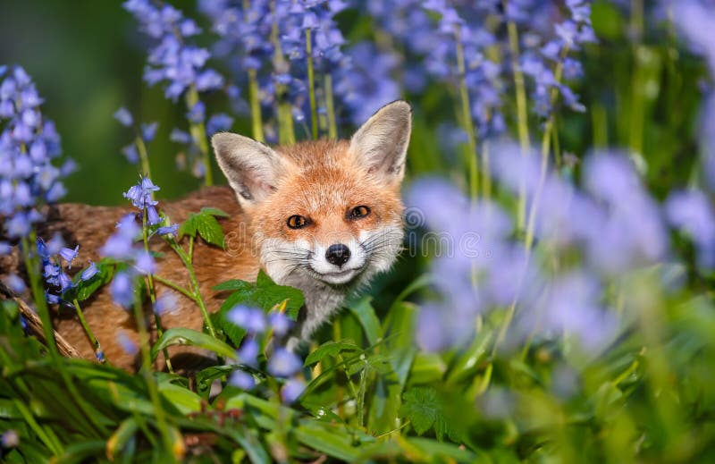 Portrait of a Cute Red Fox Amongst Bluebells in Spring Stock Photo ...