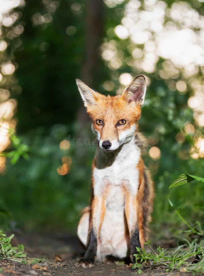 Portrait of a Cute Red Fox Cub in a Forest Stock Image - Image of ...