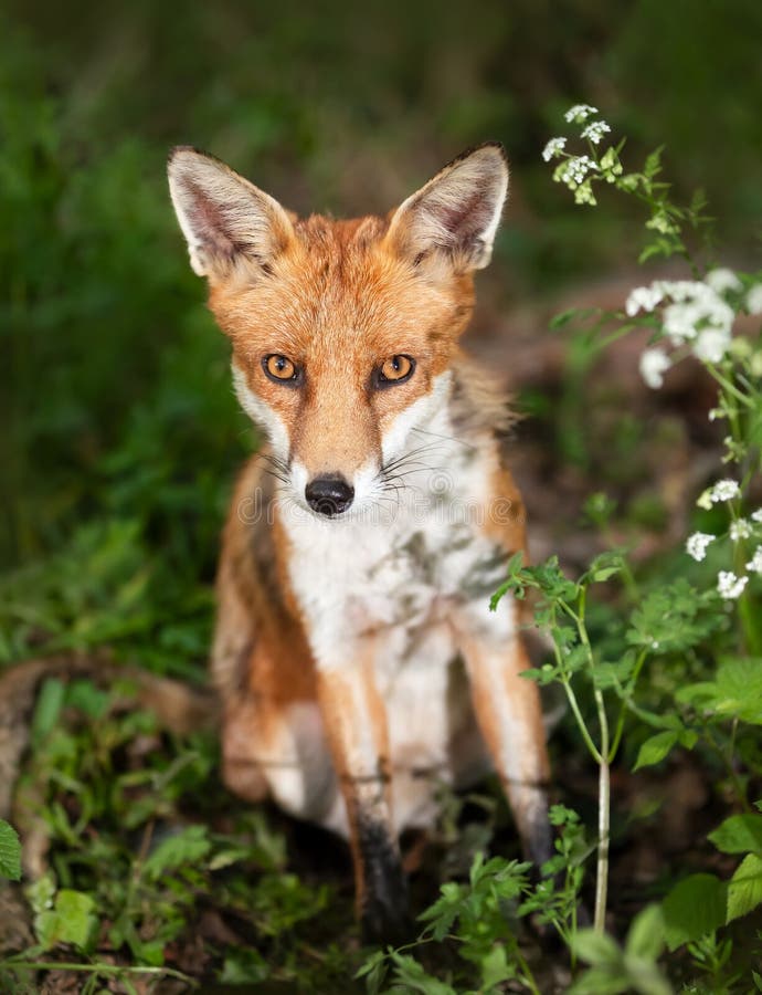 Portrait of a Cute Red Fox Cub Sitting in a Forest Stock Image - Image ...