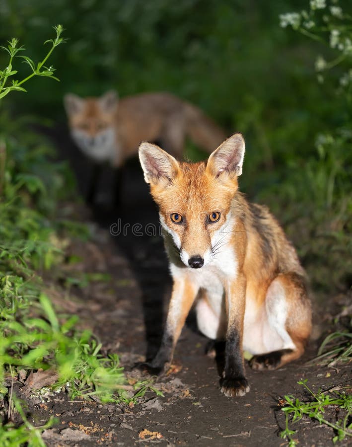 Portrait of a Cute Red Fox Cub Sitting in a Forest Stock Image - Image ...