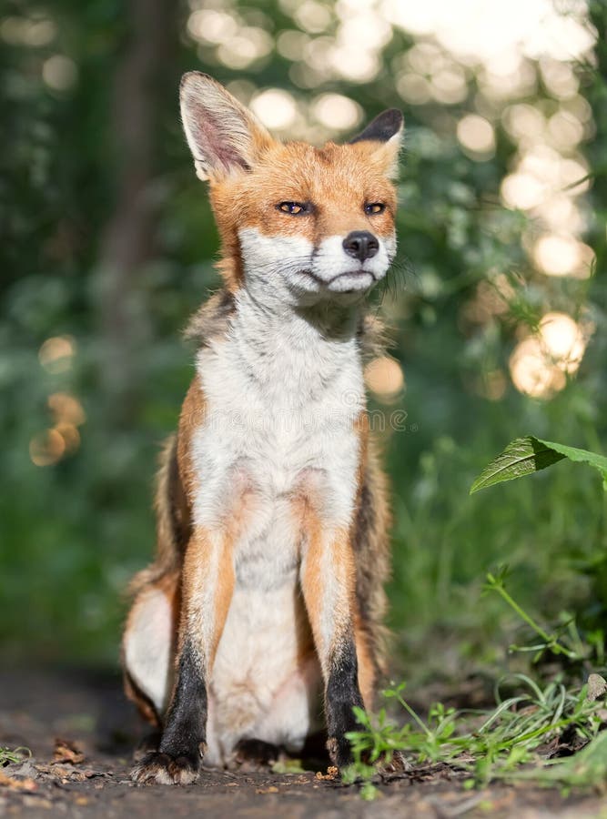 Portrait of a Cute Red Fox Cub Sitting in a Forest Stock Image - Image ...