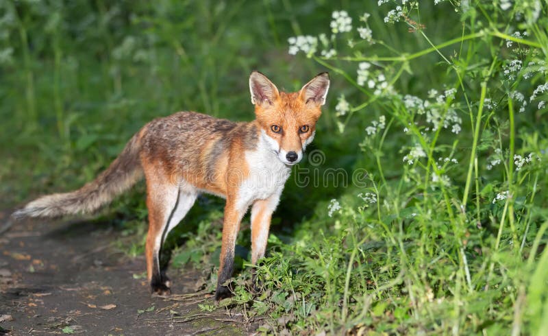 Portrait of a Cute Red Fox Cub Standing in a Forest Stock Image - Image ...