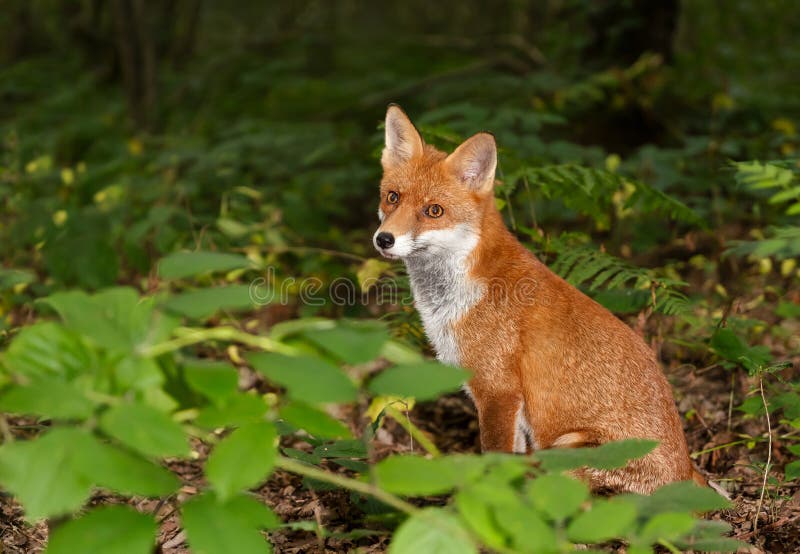 Portrait of a Cute Red Fox in a Forest at Night Stock Photo - Image of ...