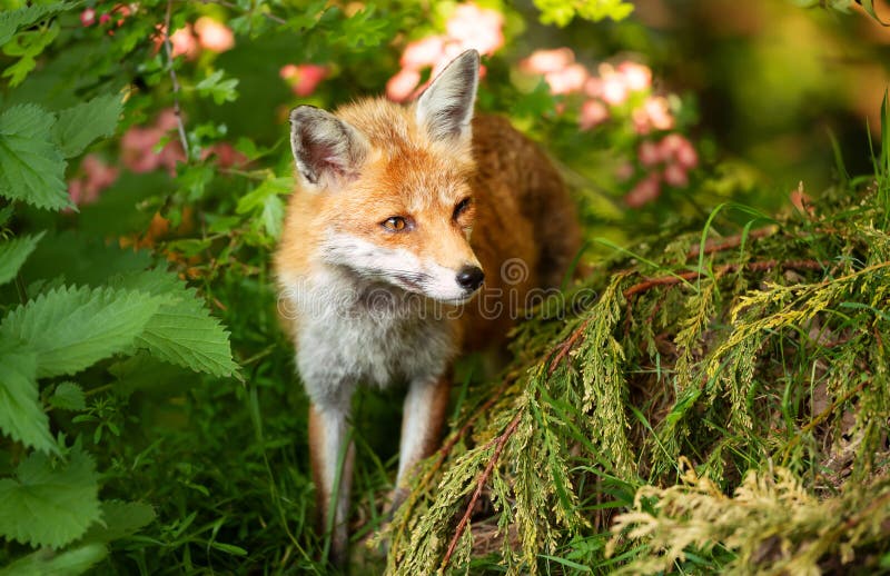 Portrait of a Cute Red Fox in a Forest Stock Photo - Image of habitat ...