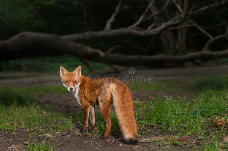 Portrait of a Cute Red Fox Standing in a Forest at Night Stock Photo ...
