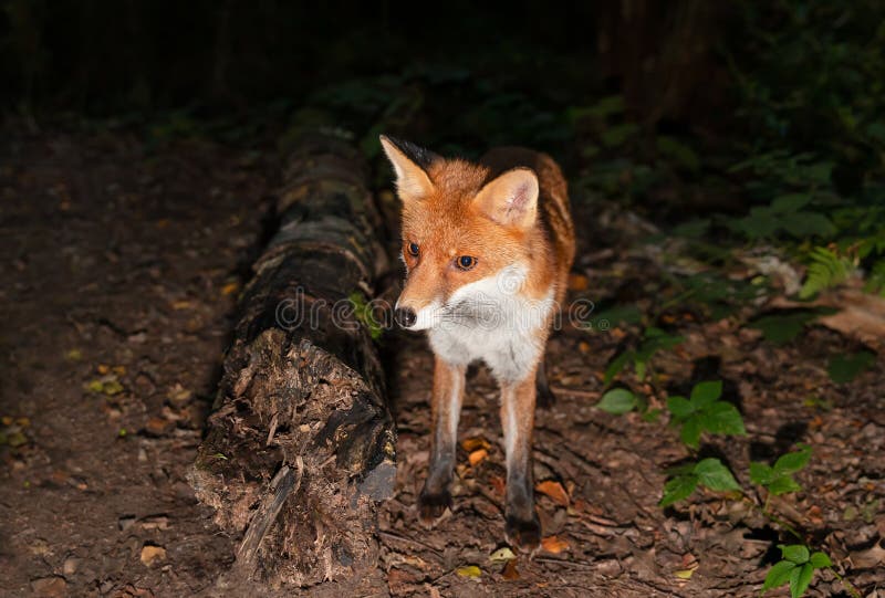 Portrait of a Cute Red Fox Standing in a Forest at Night Stock Photo ...
