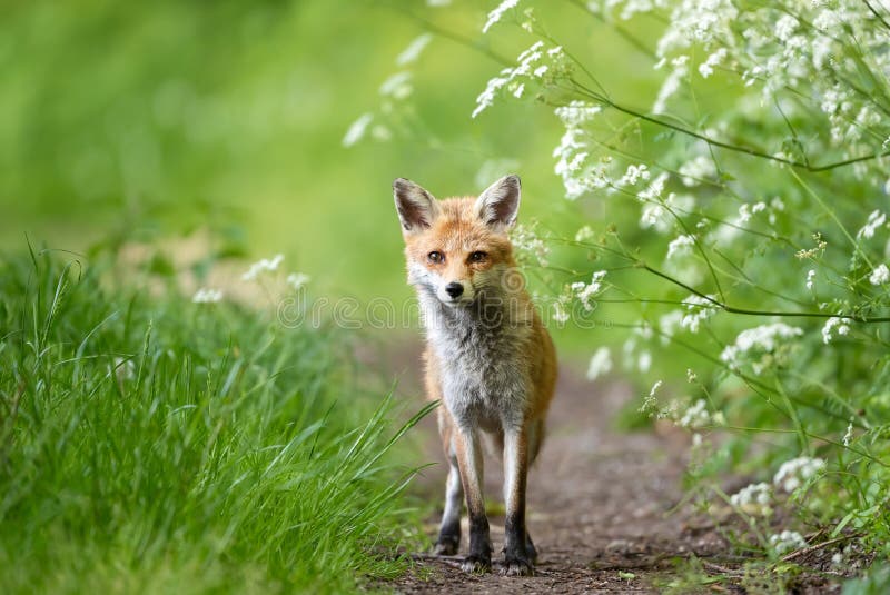 Portrait of a Cute Red Fox Standing in a Meadow in Spring Stock Image ...