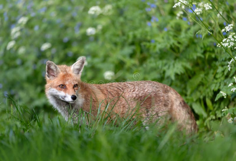 Portrait of a Cute Red Fox Standing in a Meadow in Spring Stock Photo ...
